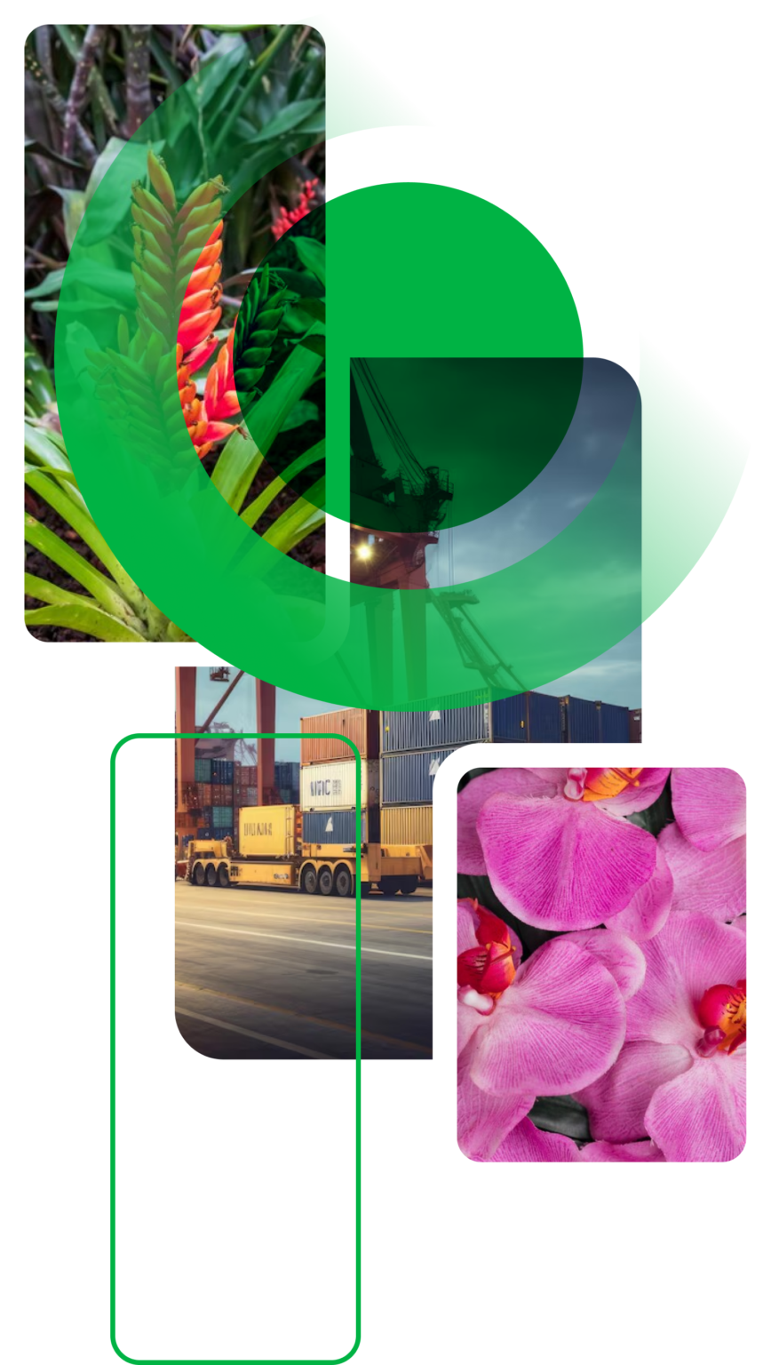 Flowers & Plants - LCX Fresh
